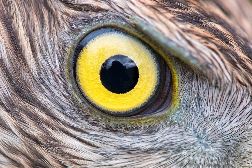 Bussard, Habicht und Co.: Wie Sie Greifvögel voneinander unterscheiden ...
