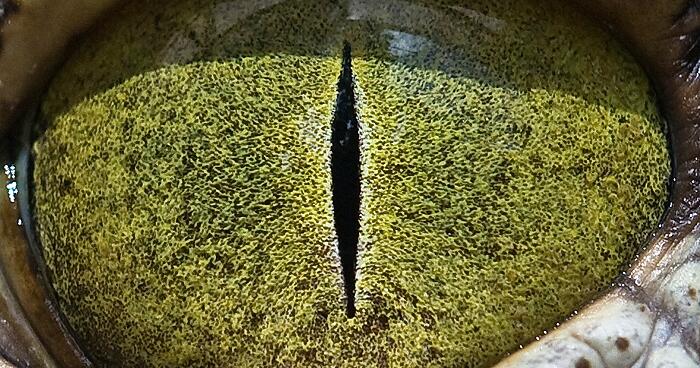 Faszinierende Nahaufnahmen: So sehen Tieraugen im Detail aus | 1&1