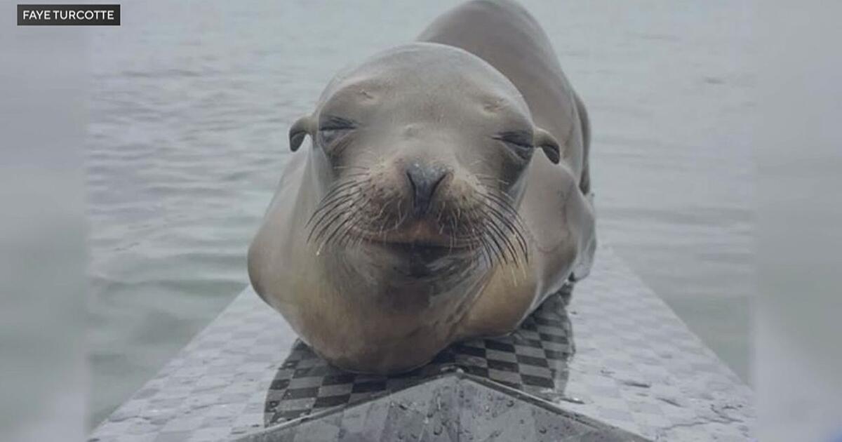 Ruderteam trainiert mit zutraulicher Robbe – und rettet ihr das Leben | 1&1