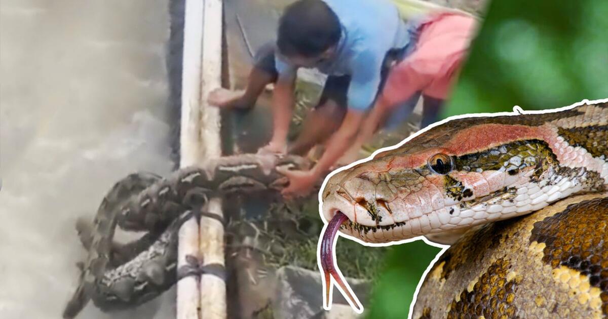 Fast sieben Meter langer Python schwimmt in Kanal - Video | 1&1