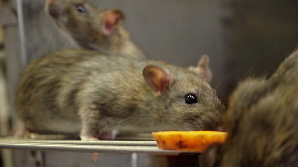 Ein Blatt reicht: Dieses Hausmittel vertreibt Mäuse und Ratten | 1&1