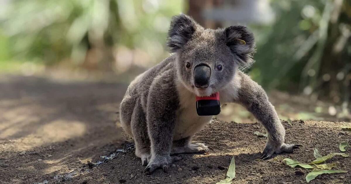 Koalas leben im Baum - Minuten auf dem Boden sind oft tödlich | 1&1
