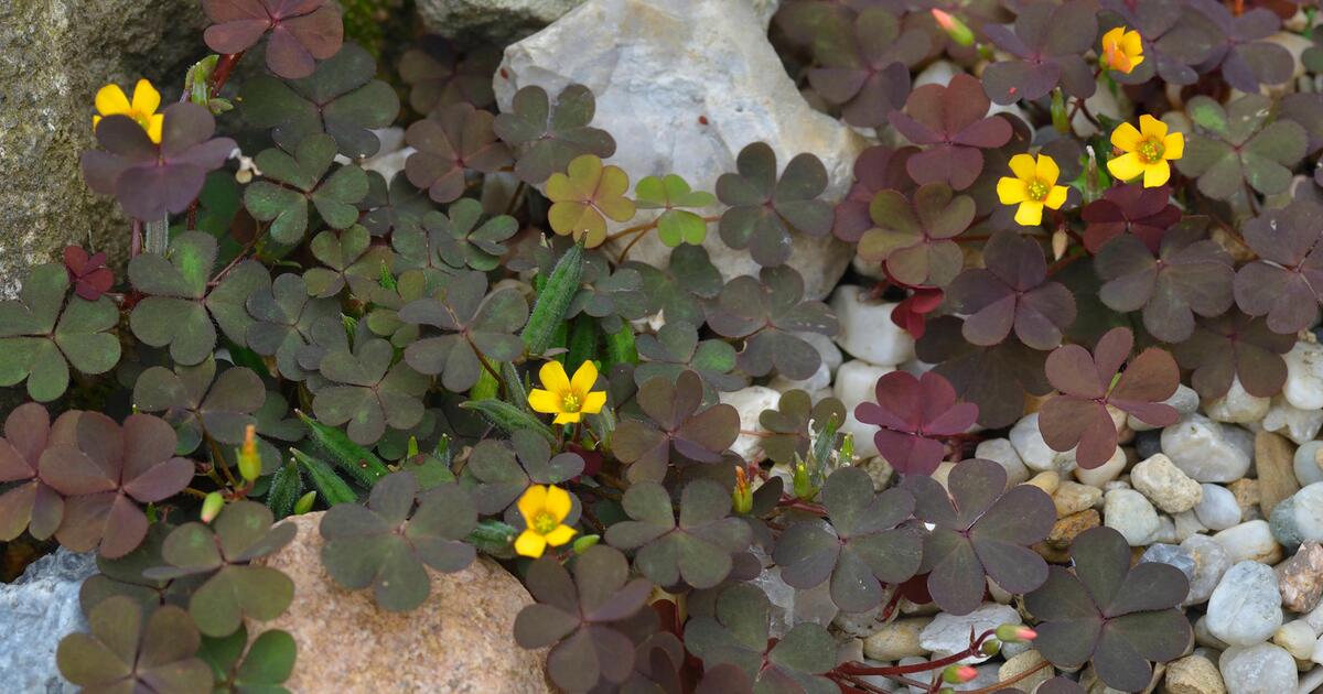 Effektive Hausmittel gegen aggressiven Sauerklee im Garten | 1&1
