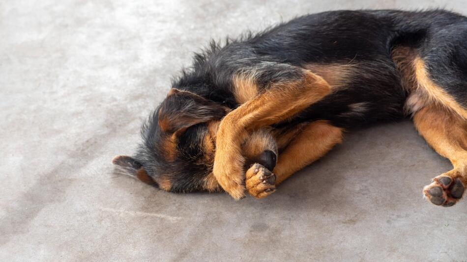 Was tun bei Hundedurchfall? Tipps und Hausmittel im Überblick | 1&1