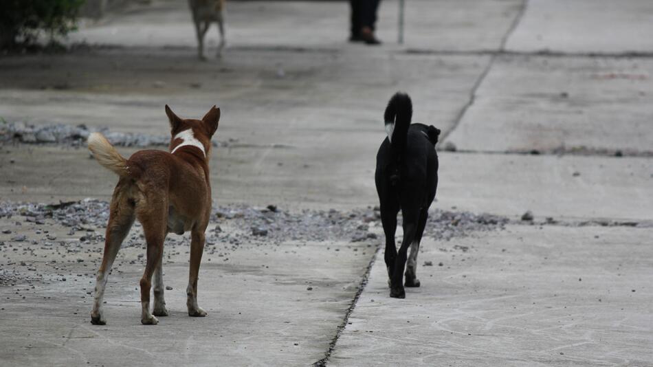 Hunde laufen kilometerweit heim? Zweifel an Echtheit der Geschichte | 1&1