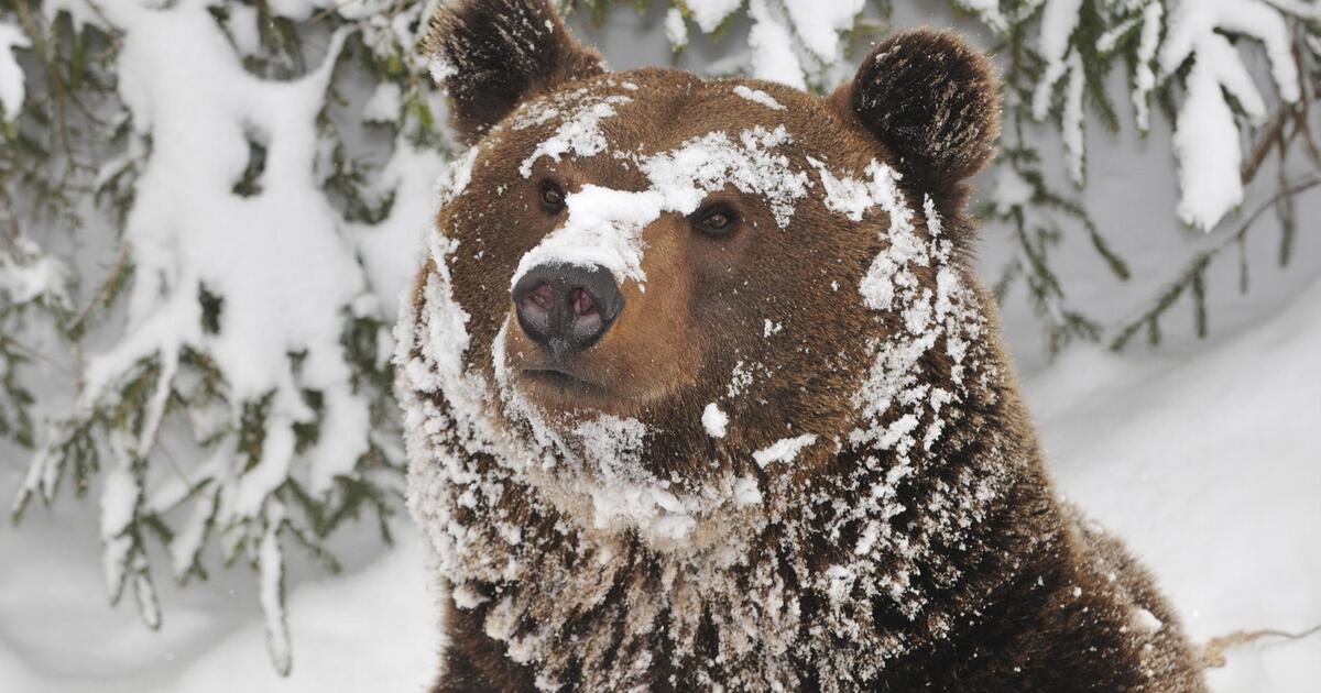 Unterschiede zwischen Winterruhe, Winterstarre und Winterschlaf | 1&1