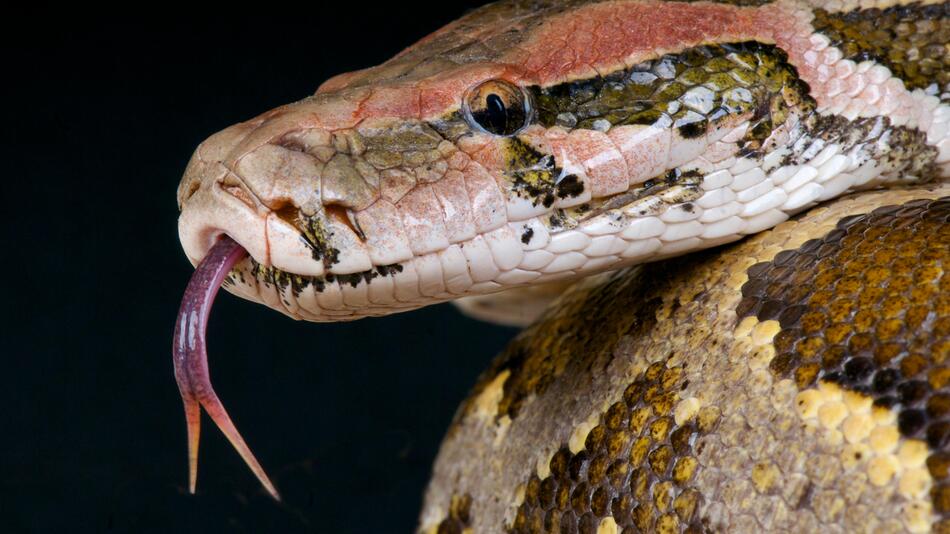 "Python Challenge": Hobbyjäger im Kampf gegen die Python-Plage | 1&1