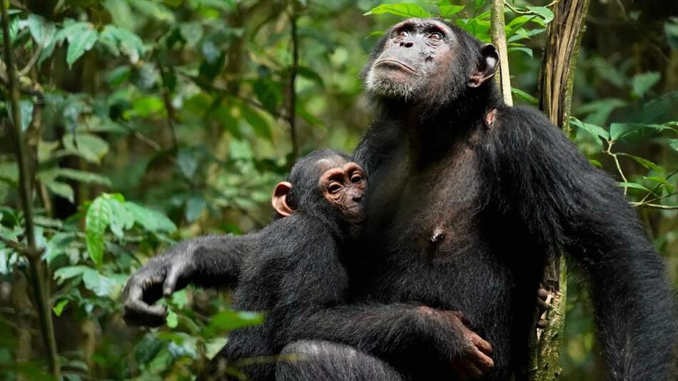 Studienergebnisse geben zu denken: Was machen Affen besser als wir? | 1&1