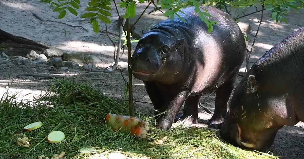 Hippo Toni wird ein Jahr alt - und verlässt bald den Berliner Zoo ...