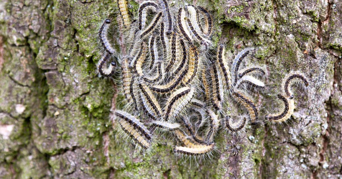 Eichenprozessionsspinner breitet sich massiv in Bundesland aus | 1&1