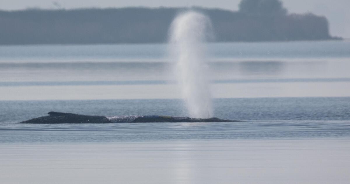 Rettung von Ostsee-Wal im Live-Blog: Rettung startet am Samstag | 1&1