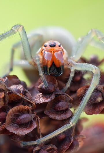 Das sind die zehn giftigsten Tiere in Deutschland | 1&1
