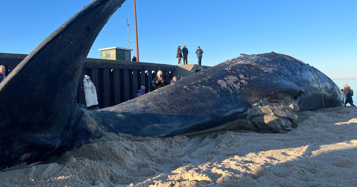 Toter Pottwal vor Sylt geborgen | 1&1