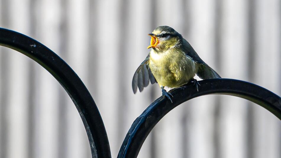 Darum haben es bunte Vögel in der Stadt leichter | 1&1