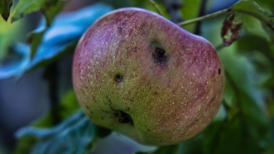 Apfelwickler: Wie Sie Ihre Herbst-Ernte vor dem Schädling schützen | 1&1