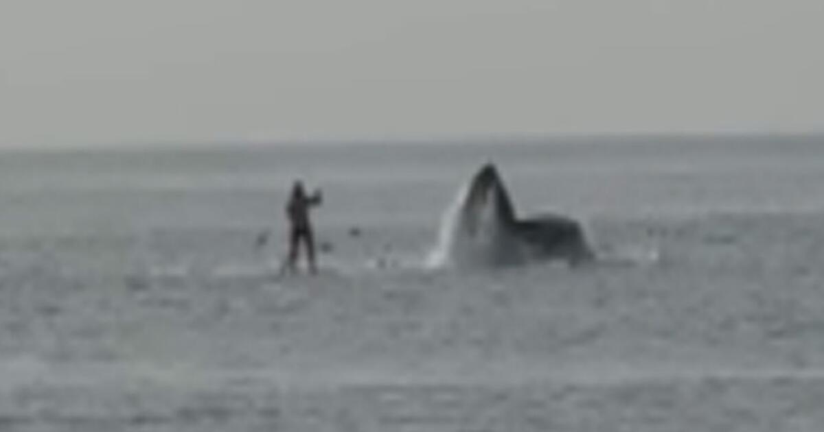 Springender Wal verfehlt Stand-up-Paddler um ein Haar | 1&1