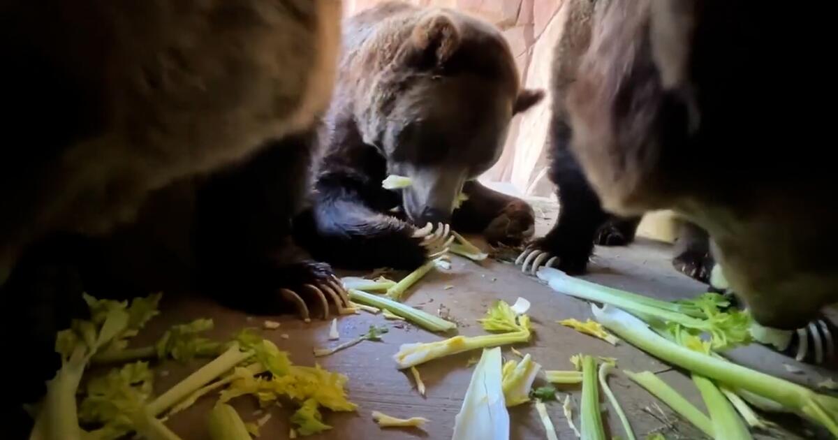 Grizzlys genießen Sellerie-Snack im Memphis Zoo - Video | 1&1