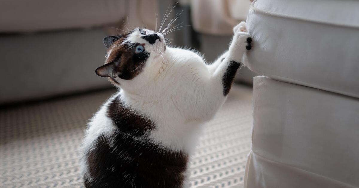 Warum kratzen Katzen? Expertin klärt über Verhalten auf | 1&1