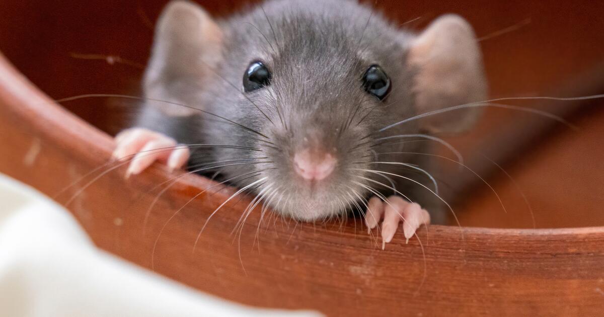 Ein Blatt reicht: Dieses Hausmittel vertreibt Mäuse und Ratten | 1&1