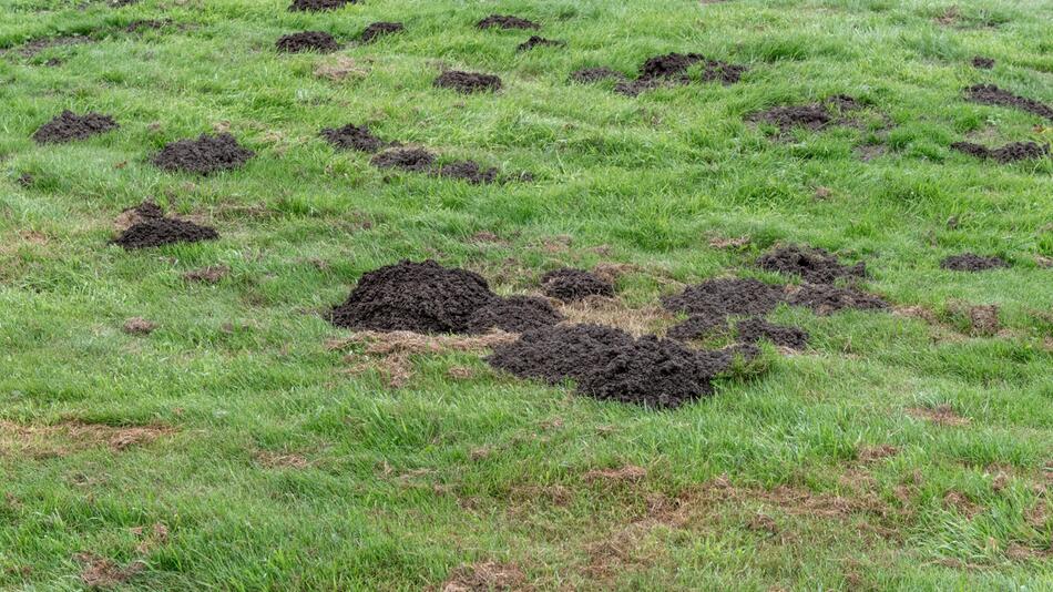 Löcher im Garten: Welches Tier steckt dahinter? | 1&1