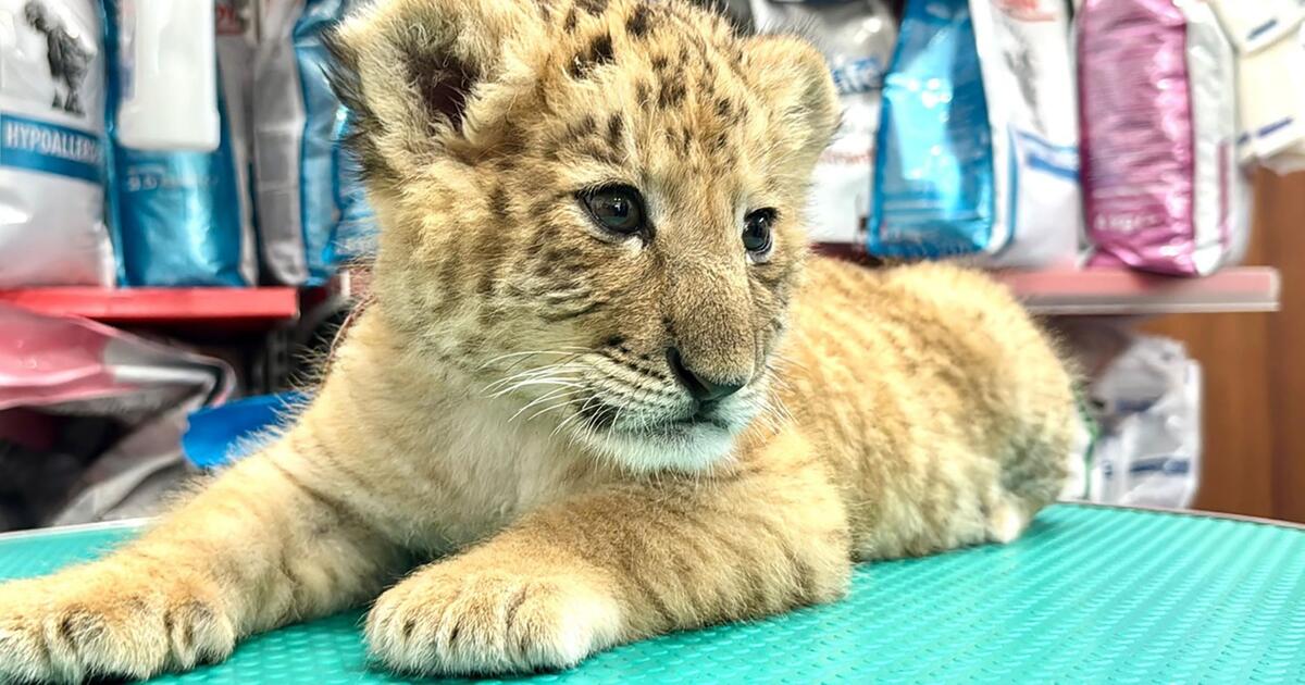 Ein "Liger": Hybrid aus Löwe und Tiger geboren | 1&1