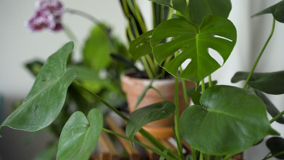 Neue Pflanzenpracht: Monstera durch Ableger vermehren | 1&1