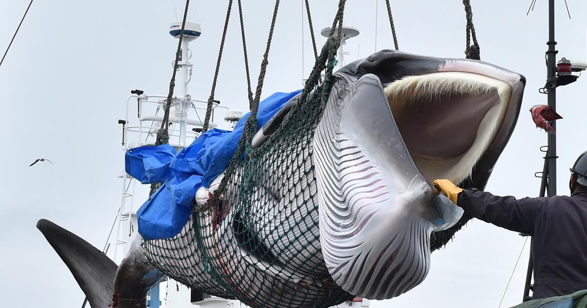 Japan: Walfänger laufen zur kommerziellen Jagd aus - Erster Wal tot | 1&1
