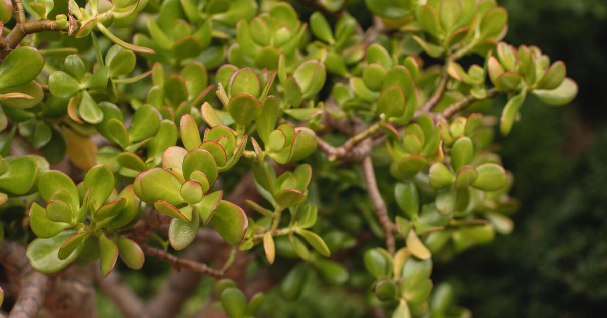 Geldbaum pflegen: So wächst er üppig | 1&1