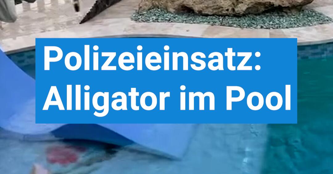 Alligator im Pool | 1&1