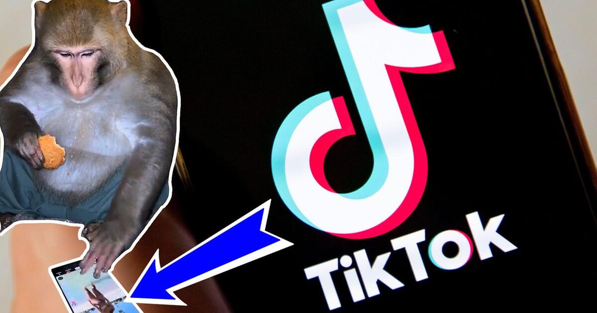 Affe schaut sich beim Essen TikTok-Videos an - Video | 1&1