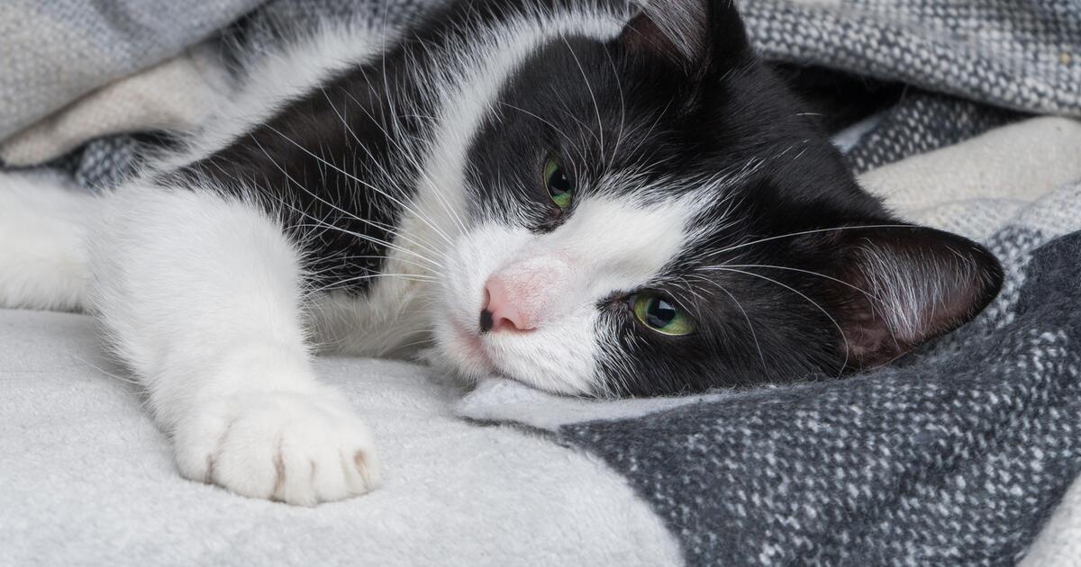 Häufiges Erbrechen bei Katzen: Was steckt dahinter? | 1&1