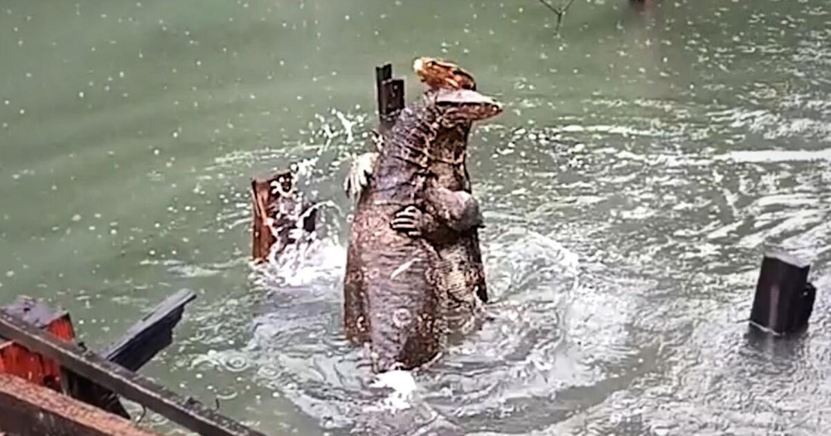 Gigantische Warane legen sich in Teich miteinander an - Video | 1&1