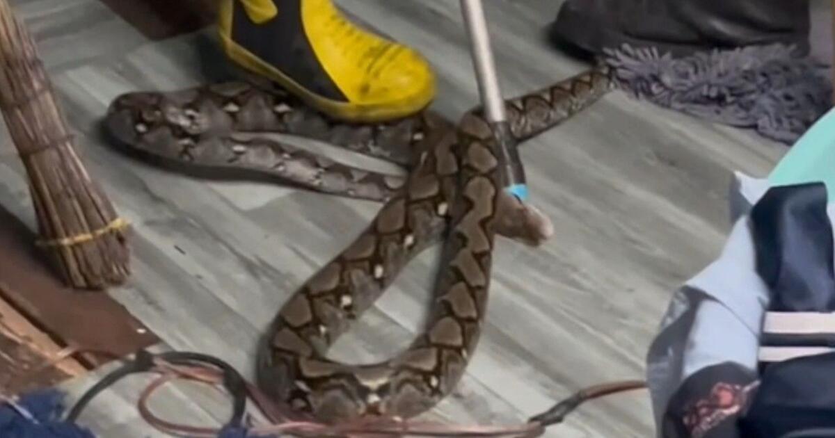 Würgeschlange in der Küche – Nachbarn fangen Python ein - Video | 1&1