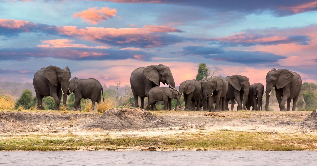 Afrikanische Elefanten: Schwergewichtige Klimaschützer in Not | 1&1