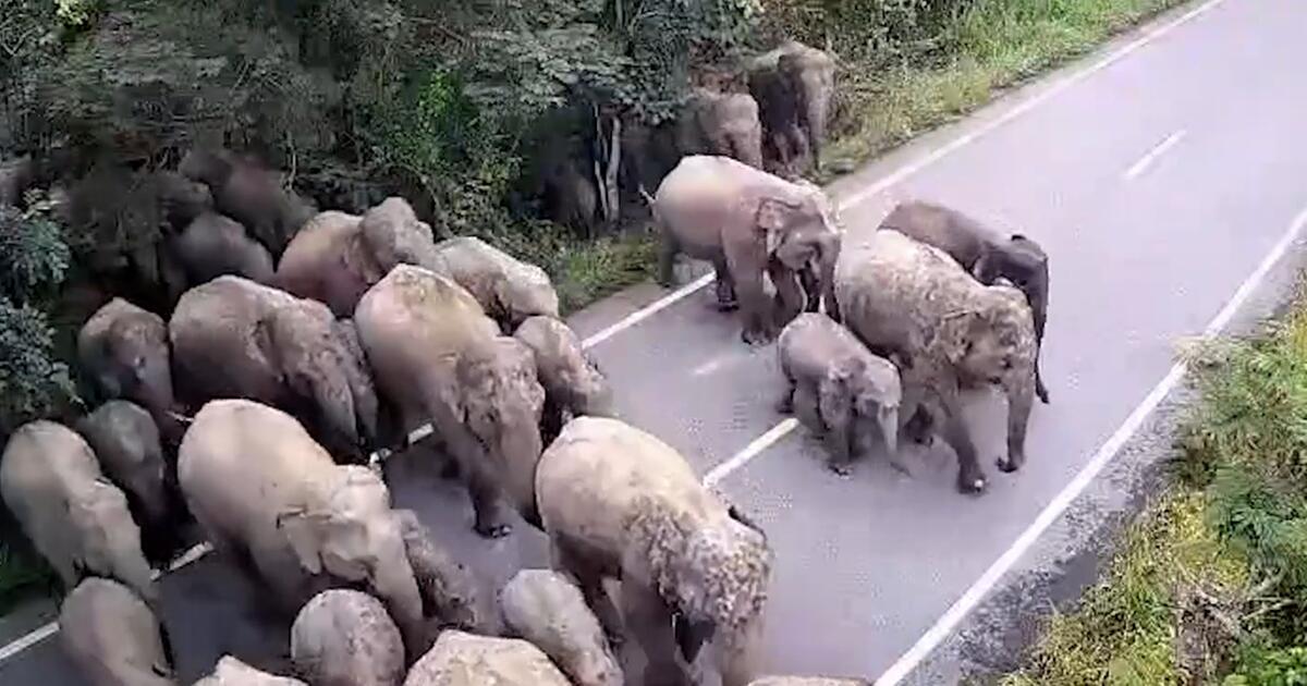 Stau im Urwald: Riesige Elefantenherde überquert Straße - Video | 1&1