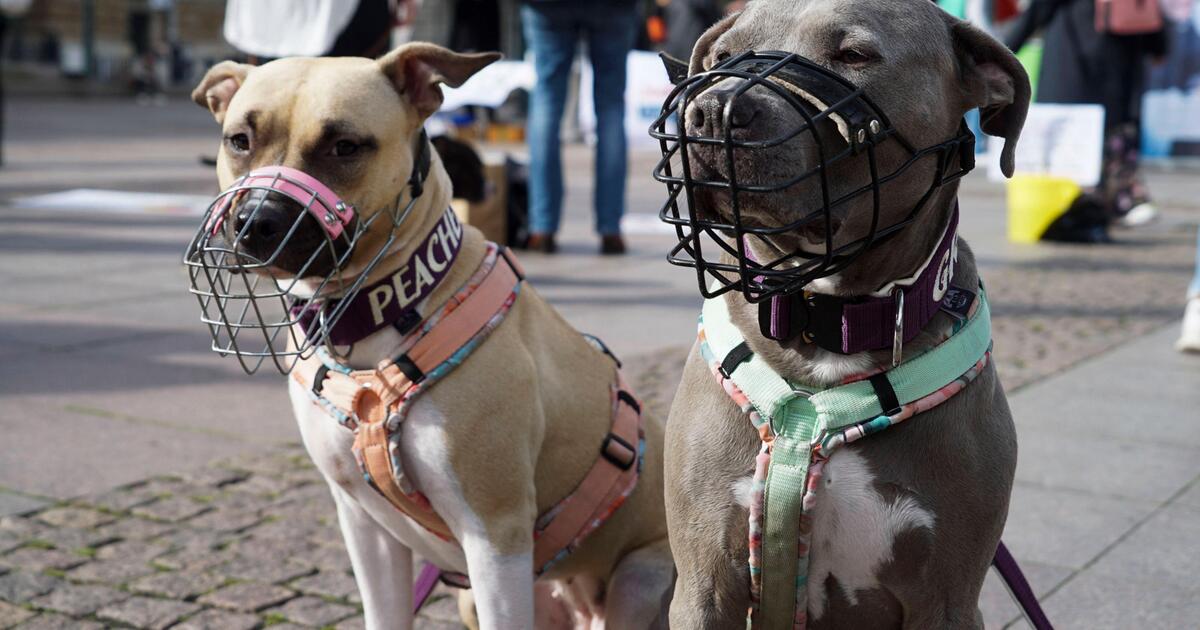 Fall Volkan Kaya: Was die "Kampfhunde-Gesetze" seither gebracht haben | 1&1