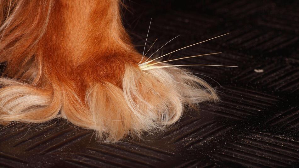 Grannen: Die unterschätzte Gefahr beim Gassigehen mit dem Hund | 1&1