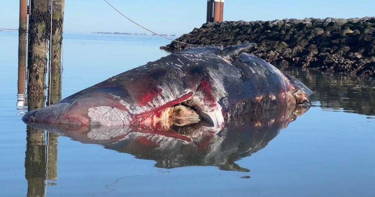 Toter Pottwal auf Sylt soll von Experten untersucht werden | 1&1