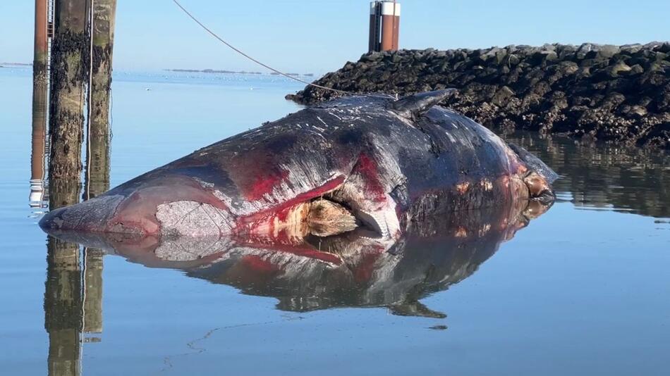 Toter Pottwal auf Sylt soll von Experten untersucht werden | 1&1