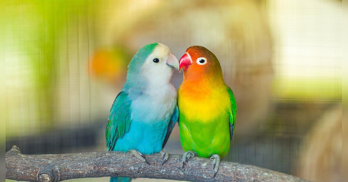 TikTok-Beziehungstest: Was hat es mit der "Bird Theory" auf sich? | 1&1