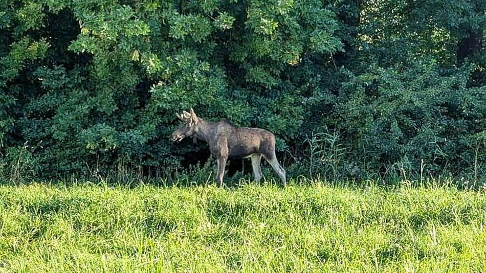 Wo ist Emil? Spur von Elch verliert sich in Österreich | 1&1