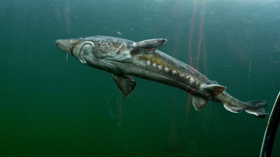 Giganten unter Wasser – das sind die größten Fische Deutschlands ...