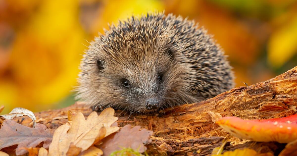 Igelhilfe: Was tun, wenn man kleine Igel im Garten findet? | 1&1